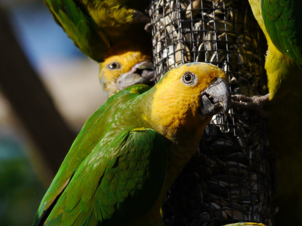 About – Bird Watching Curaçao – HOME