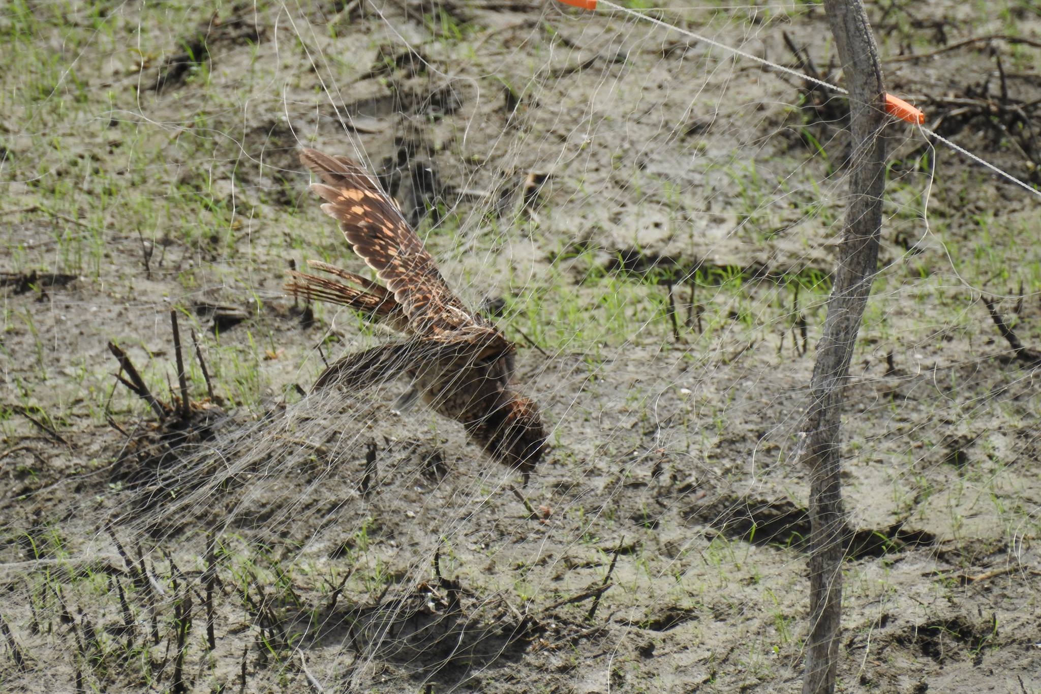 Illegal bird trapping in Muizenberg Dam. – Bird Watching Curaçao – HOME