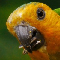 Birds of Curaçao – Bird Watching Curaçao – HOME