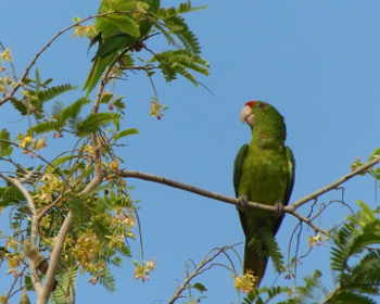 Scarlet-fronted parakeet – Bird Watching Curaçao – HOME