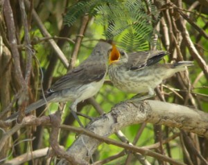 Bird watching with guide – Bird Watching Curaçao – HOME