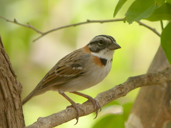 Birds of Curacao – Bird Watching Curaçao – HOME
