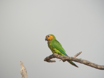 Birds of Curacao – Bird Watching Curaçao – HOME