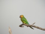 Birds of Curacao – Bird Watching Curaçao – HOME