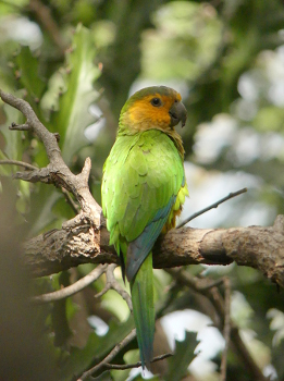 Birds in the garden (BIG) 2: Prikichi – Bird Watching Curaçao – HOME
