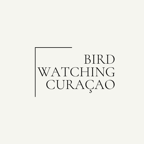 Birds of Curaçao – Bird Watching Curaçao – HOME