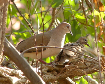 Birds of Curacao – Bird Watching Curaçao – HOME