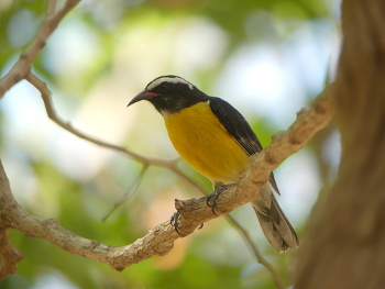 Birds of Curacao – Bird Watching Curaçao – HOME