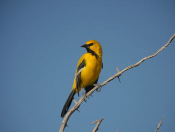 Birds of Curacao – Bird Watching Curaçao – HOME