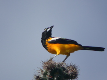 Birds of Curacao – Bird Watching Curaçao – HOME