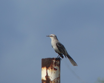 Birds of Curacao – Bird Watching Curaçao – HOME