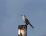 Birds of Curacao – Bird Watching Curaçao – HOME