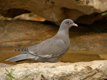 Birds of Curacao – Bird Watching Curaçao – HOME