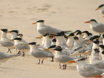 Warning: Breeding season for coastal and seabirds is upon us again ...