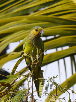Endemic subspecies: Brown-throated parakeet – Bird Watching Curaçao – HOME