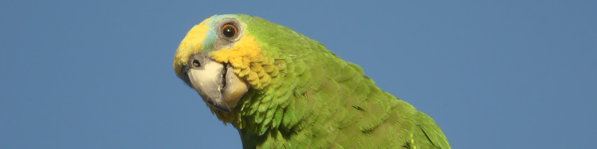 Contact – Bird Watching Curaçao – HOME