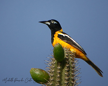 Where to bird in Curaçao (2) – Troupials – Bird Watching Curaçao – HOME