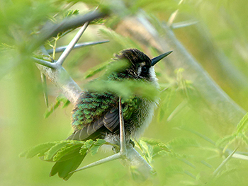 Where to bird in Curaçao (6) – hummingbirds – Bird Watching Curaçao – HOME