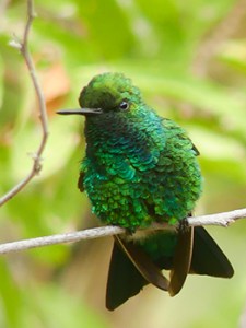 Where to bird in Curaçao (6) – hummingbirds – Bird Watching Curaçao – HOME