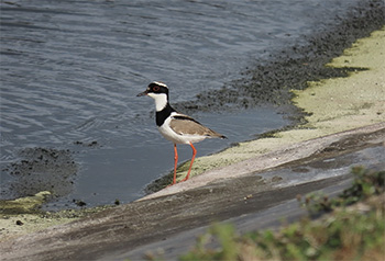 NEW RECORD: Pied Lapwing – Bird Watching Curaçao – HOME