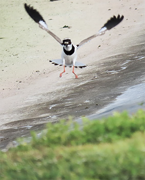 NEW RECORD: Pied Lapwing – Bird Watching Curaçao – HOME