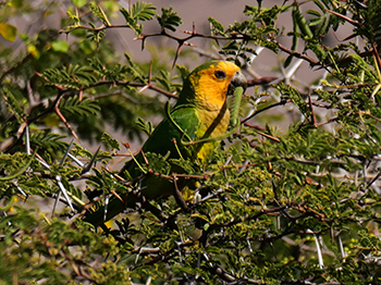 prikichi2_350_mdcg – Bird Watching Curaçao – HOME