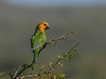 Where to bird in Curaçao (7)- Brown-throated parakeets – Bird Watching ...