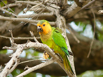 prikichi_350_mdcg – Bird Watching Curaçao – HOME