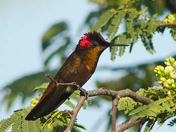 Where to bird in Curaçao (6) – hummingbirds – Bird Watching Curaçao – HOME