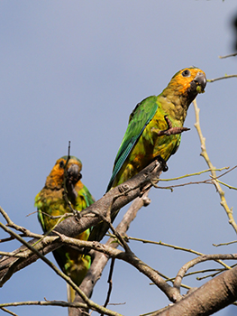 Updated Bird Checklist Curaçao September 2023 – Bird Watching Curaçao ...