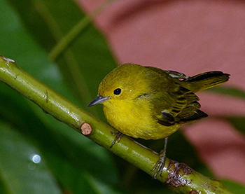 Where to bird in Curaçao (10) – The Golden warbler – Bird Watching ...