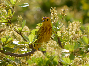 Where to bird in Curaçao (10) – The Golden warbler – Bird Watching ...