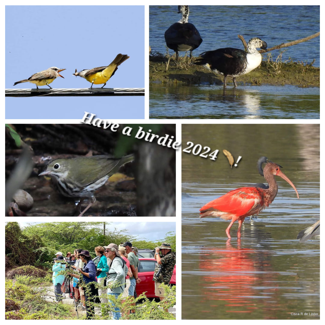 Birds of Curaçao – Bird Watching Curaçao – HOME