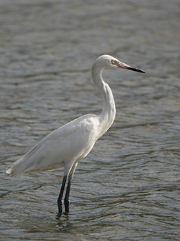 Rare observations: Reddish Egret white morph – Bird Watching Curaçao – HOME