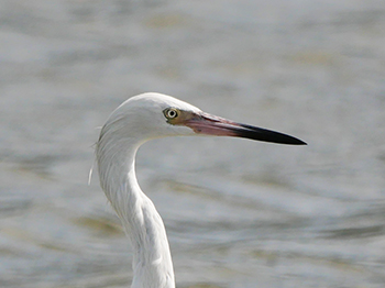 Rare observations: Reddish Egret white morph – Bird Watching Curaçao – HOME