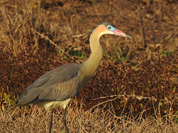 Birds of Curaçao – Bird Watching Curaçao – HOME