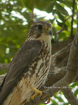 Migratory species galore (7) – Merlin – Bird Watching Curaçao – HOME