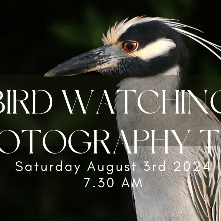 Birds of Curaçao – Bird Watching Curaçao – HOME