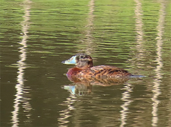 Rare bird alert: Masked Duck – Bird Watching Curaçao – HOME