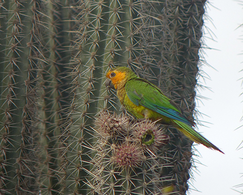 Bird Watching Curaçao – HOME – All about the birds, bird identification ...