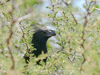 Black Birds on the ABC Islands – Save & share! – Bird Watching Curaçao ...