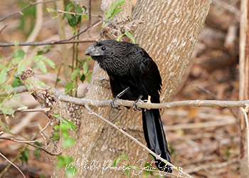 Black Birds on the ABC Islands – Save & share! – Bird Watching Curaçao ...